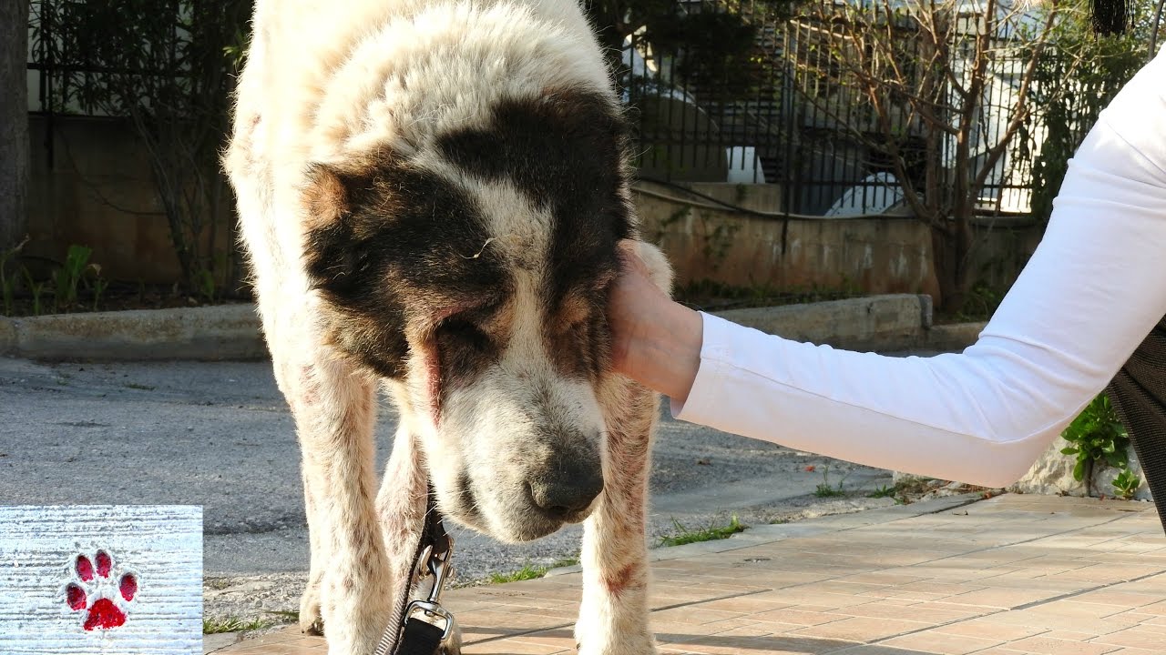 Rescue of a sick and exhausted senior dog - YouTube