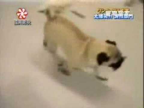 Dog Steals Food - YouTube