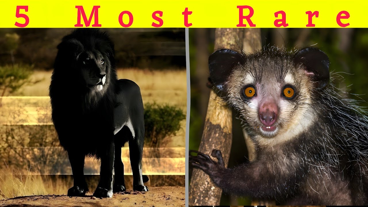 Top 5 Most Rare Animals in the World - YouTube