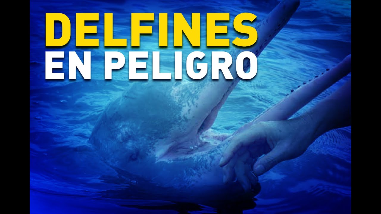 InfoViral | Delfines en peligro - YouTube