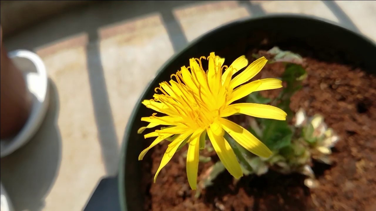 Time lapse: flowering of dandelion (Taraxacum japonicum) - YouTube