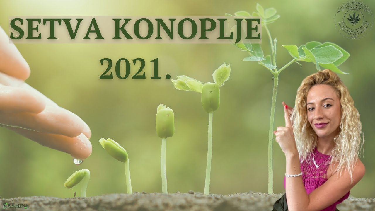 Setva konoplje 2021: kada i kako je najbolje sejati industrijsku ...