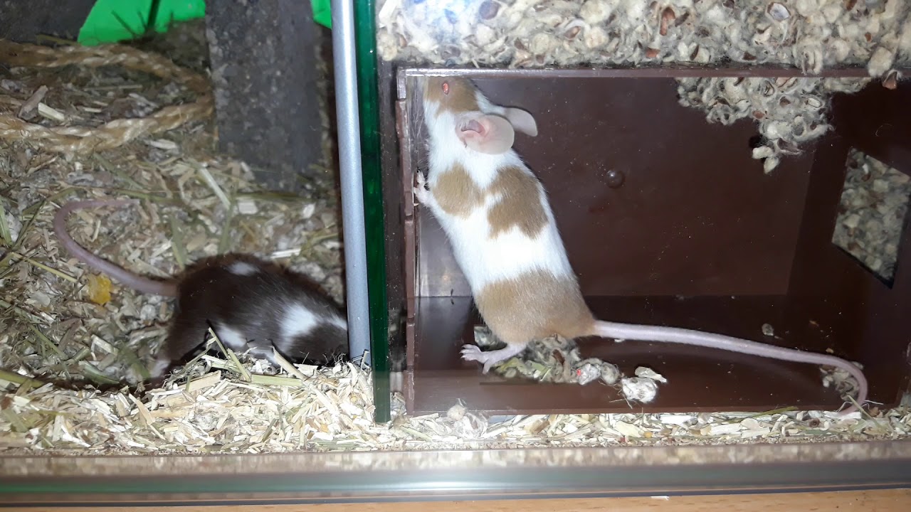 Pet mice digging in cotton and squeezing through tight gaps - YouTube
