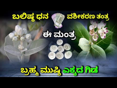 ನಿಮ್ಮೆಲ್ಲಾ ಹಣಕಾಸಿನ ಸಮಸ್ಯೆಗೆ ಇದೊಂದೇ ಶಾಶ್ವತ ಪರಿಹಾರ ಎಕ್ಕದ ಗಿಡ |Ekkada Gida ...