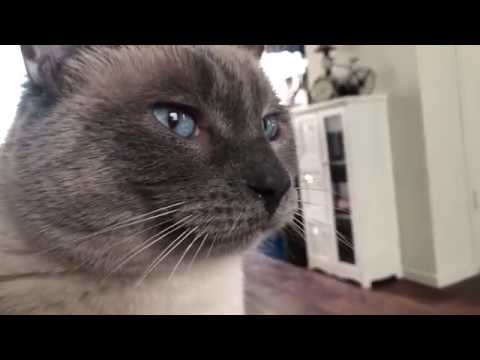 bella cat eyes - YouTube