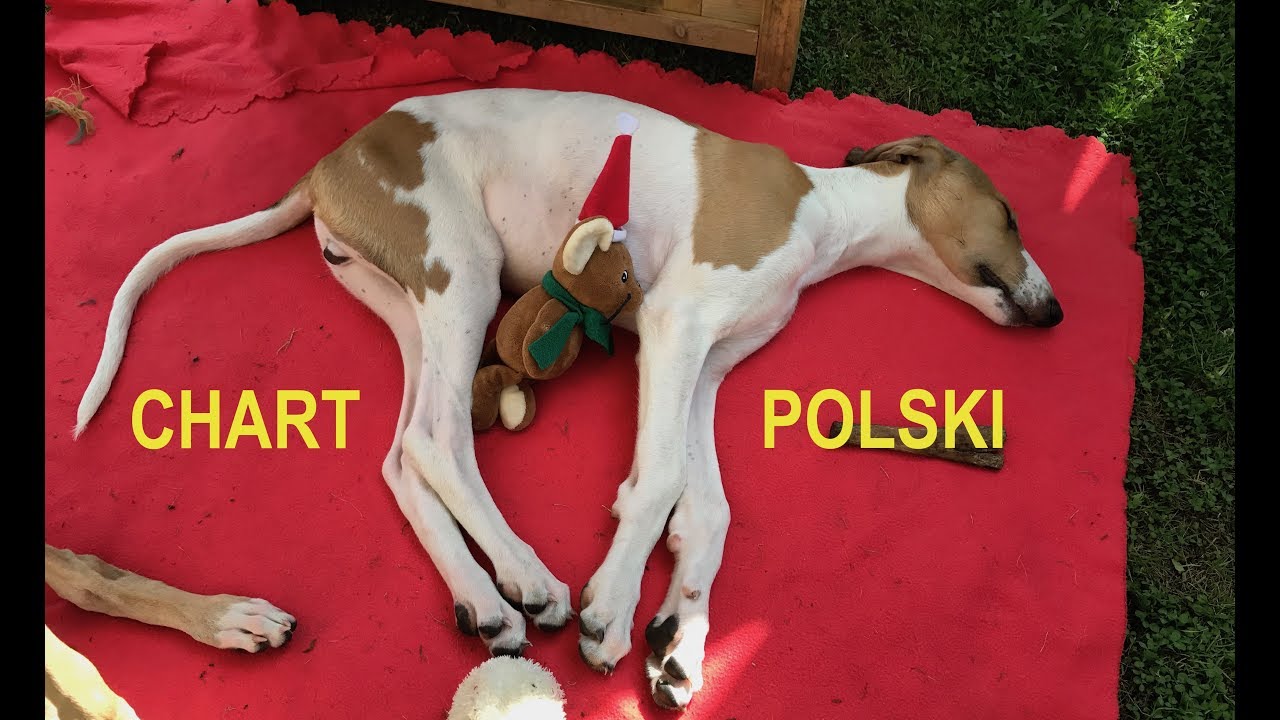 Besuch beim Chart Polski Kennel - YouTube