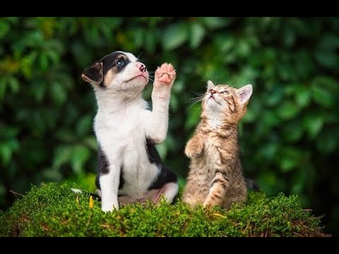 Cute Pet😍 Tiktoks 2022 That Are Really Cozy haha Ani Part 2😺🐶