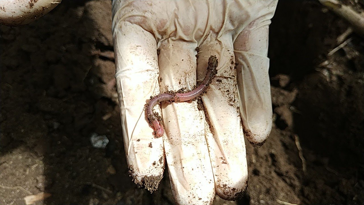 Proses Pencarian Cacing Raksasa untuk murai - YouTube