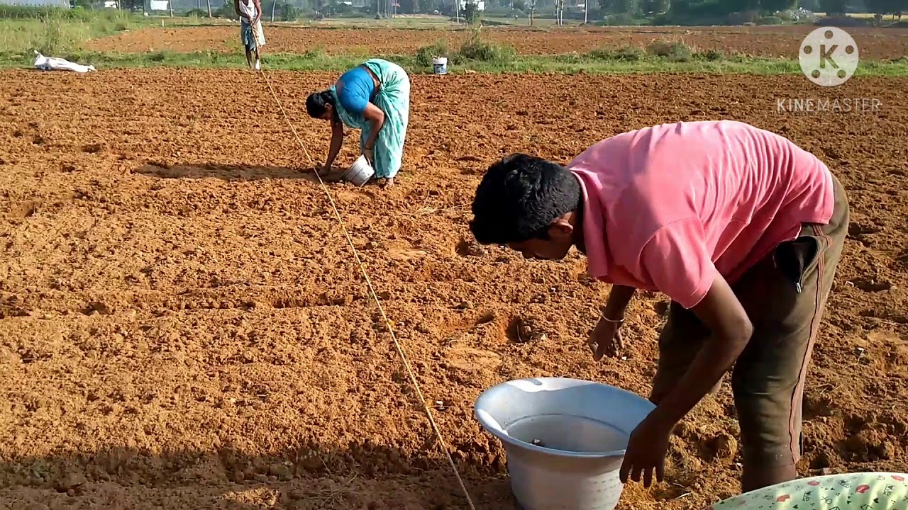 Tapioca planting | மரவள்ளி கிழங்கு | how to plant tapioca in ...