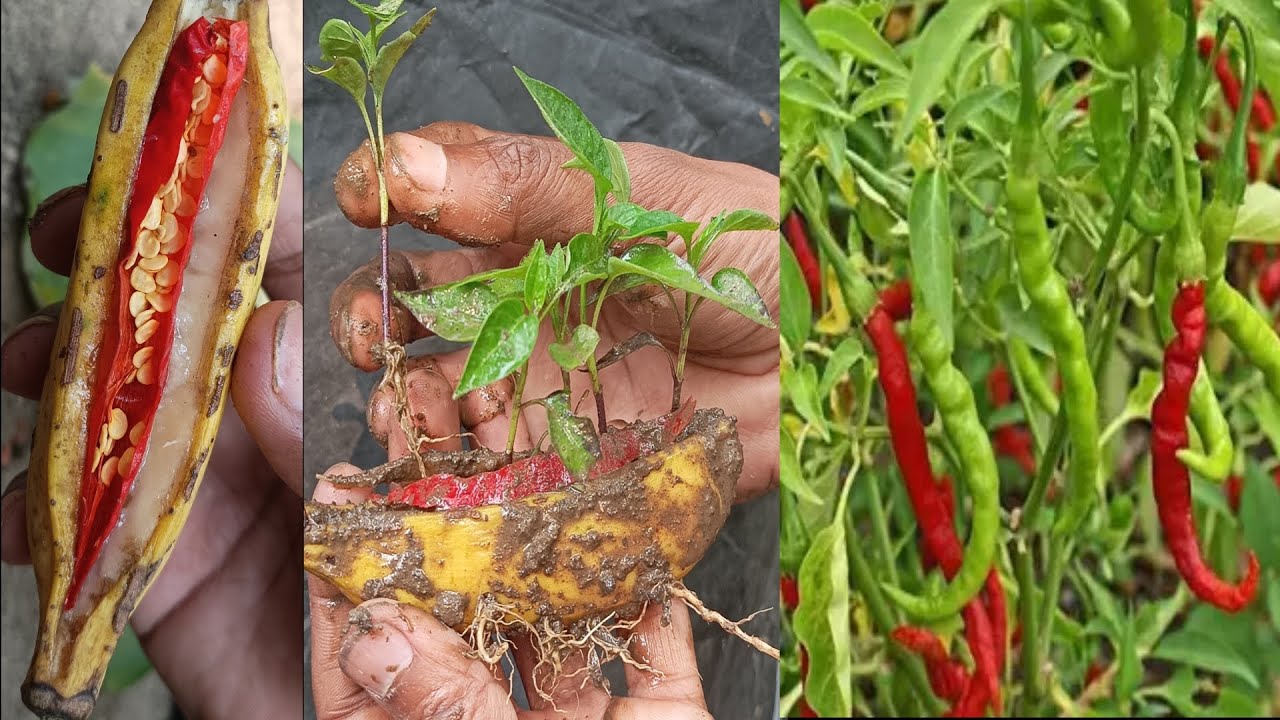 Quick and easy way to grow chilli from chilli,, how to grow chilli at ...