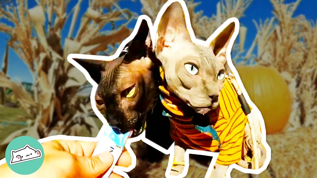 2 Hairless Cat Besties LOVE Adventuring | Cuddle Cats - YouTube