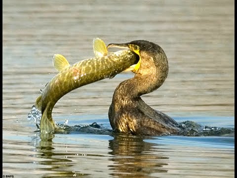 Catch and Cook Pike (Mostly Fishing) - YouTube