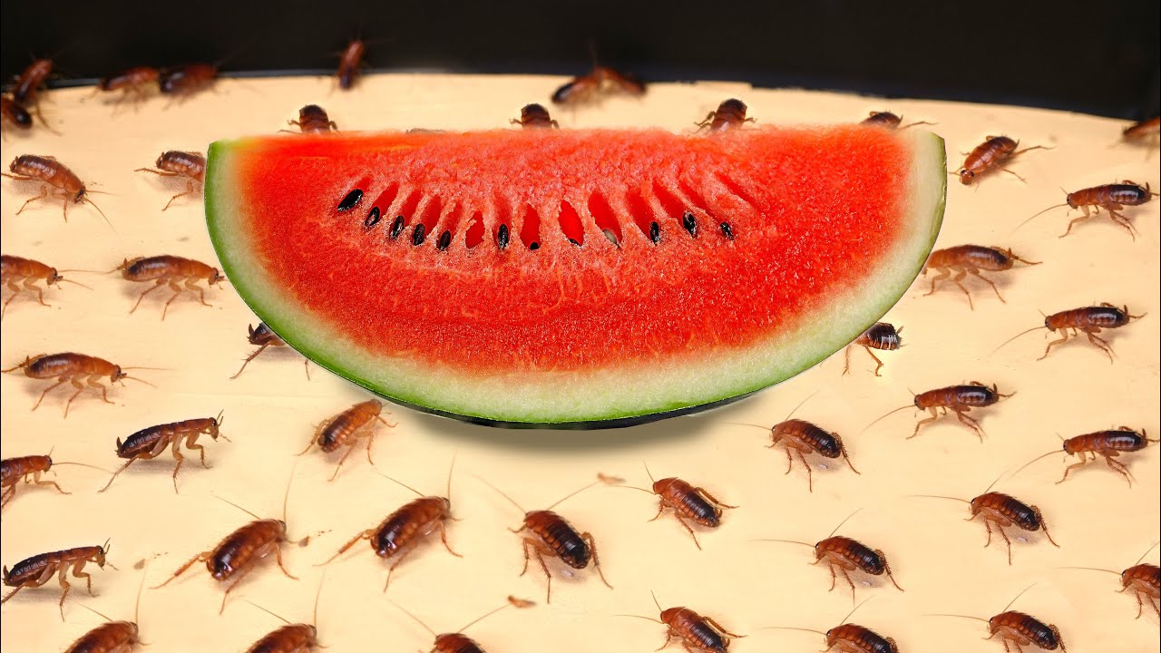 WHAT IF TO 1000 HUNGRY COCKROACHES PUT DOWN THE WATERMELON? HOW LONG ...