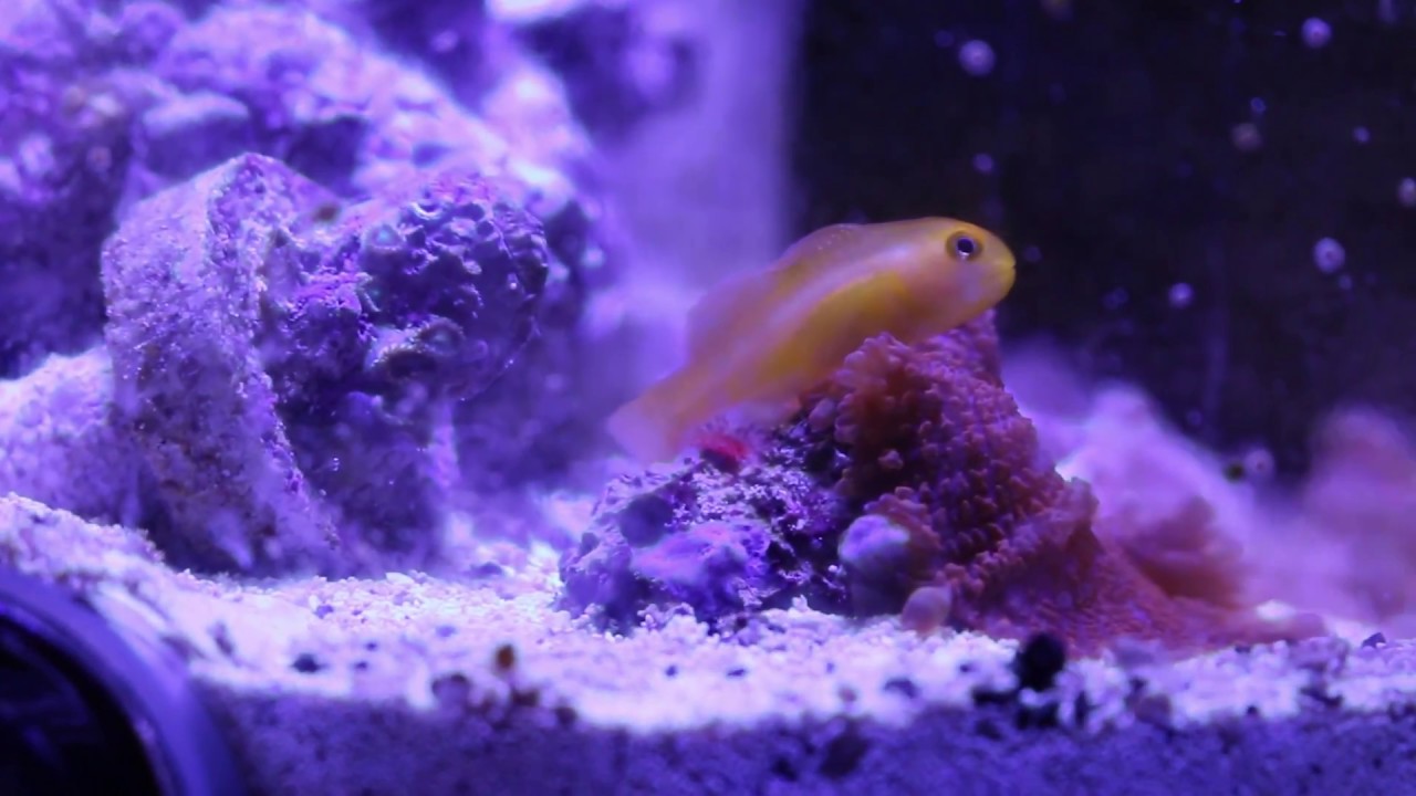 Reef Tank, Jar Aquarium Update! - YouTube