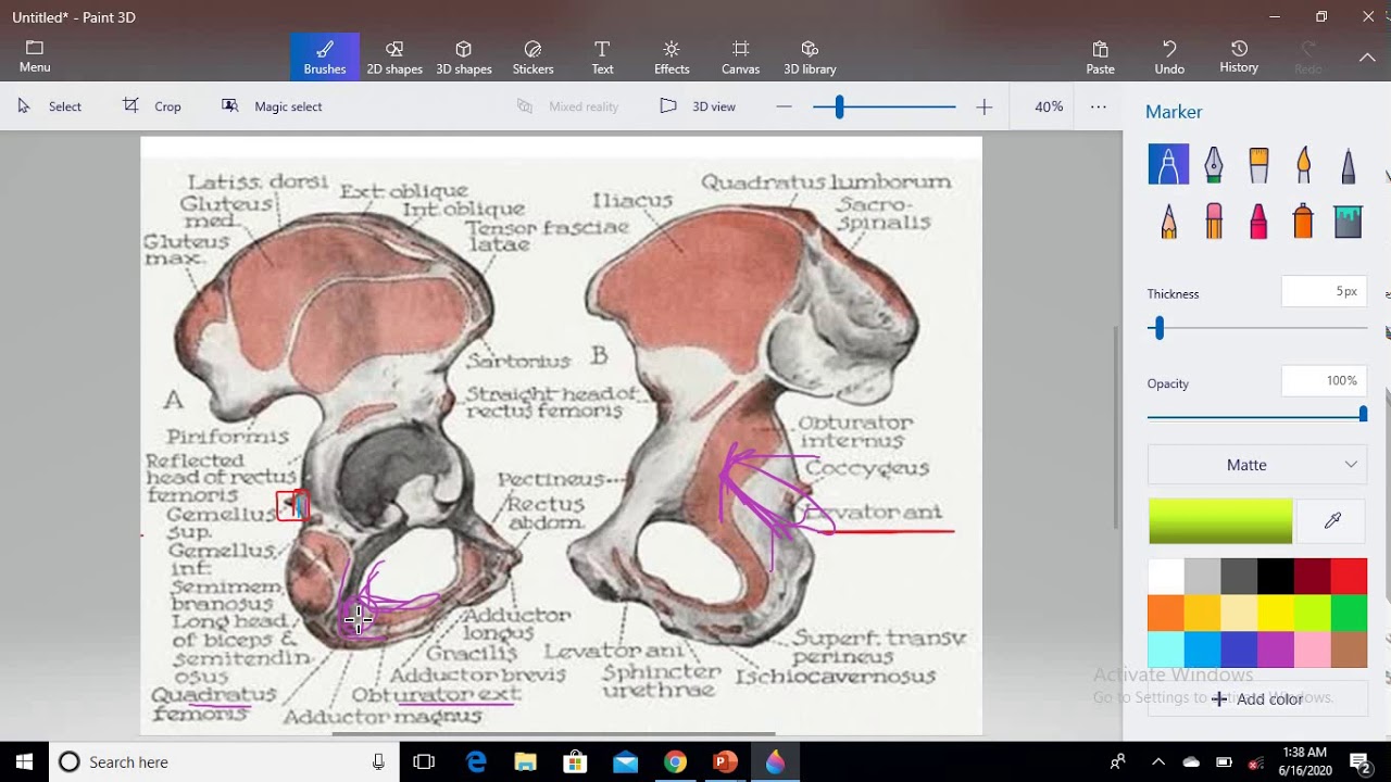 DPT Anatomy of lower limb Lecture # 4 Date: 16-06-2020 - YouTube
