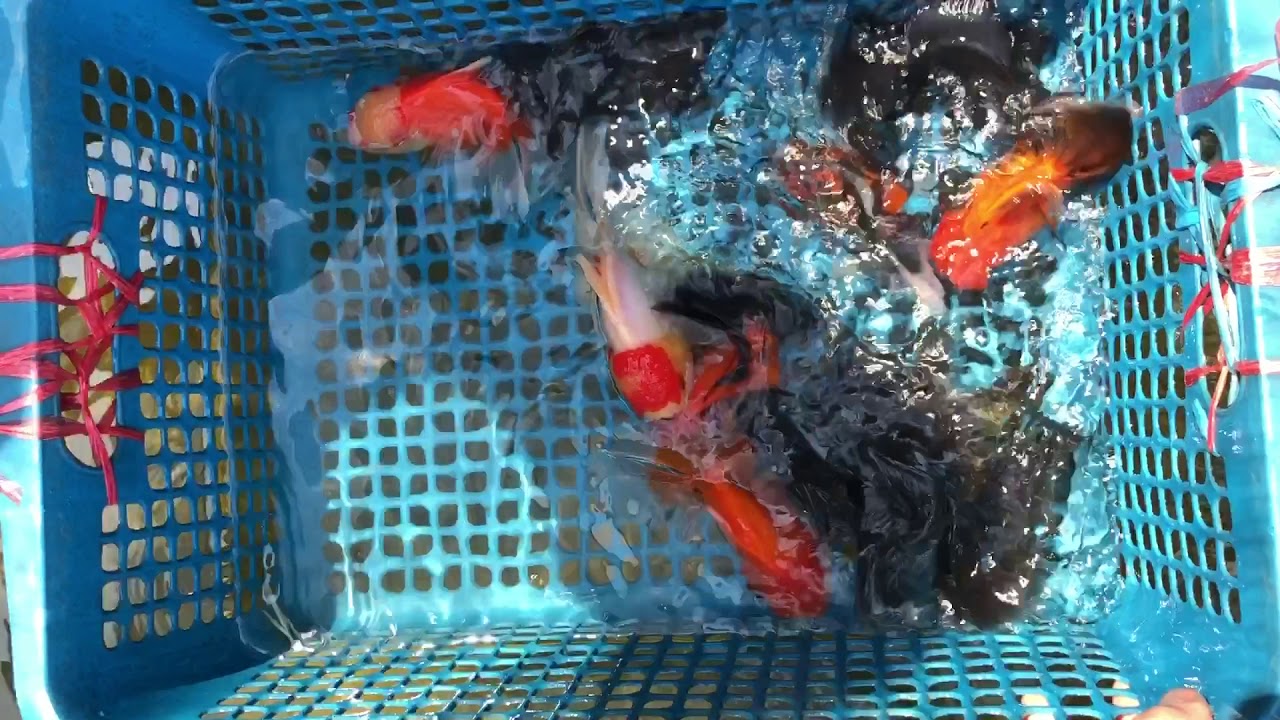 March 2019 Thailand Trip - Thai Oranda and RARE Telescope Eye Thai ...