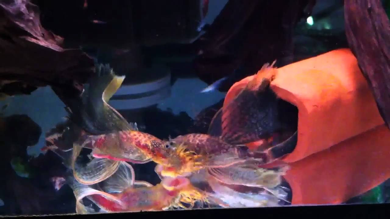 Calico longfin plecos mating dance - YouTube