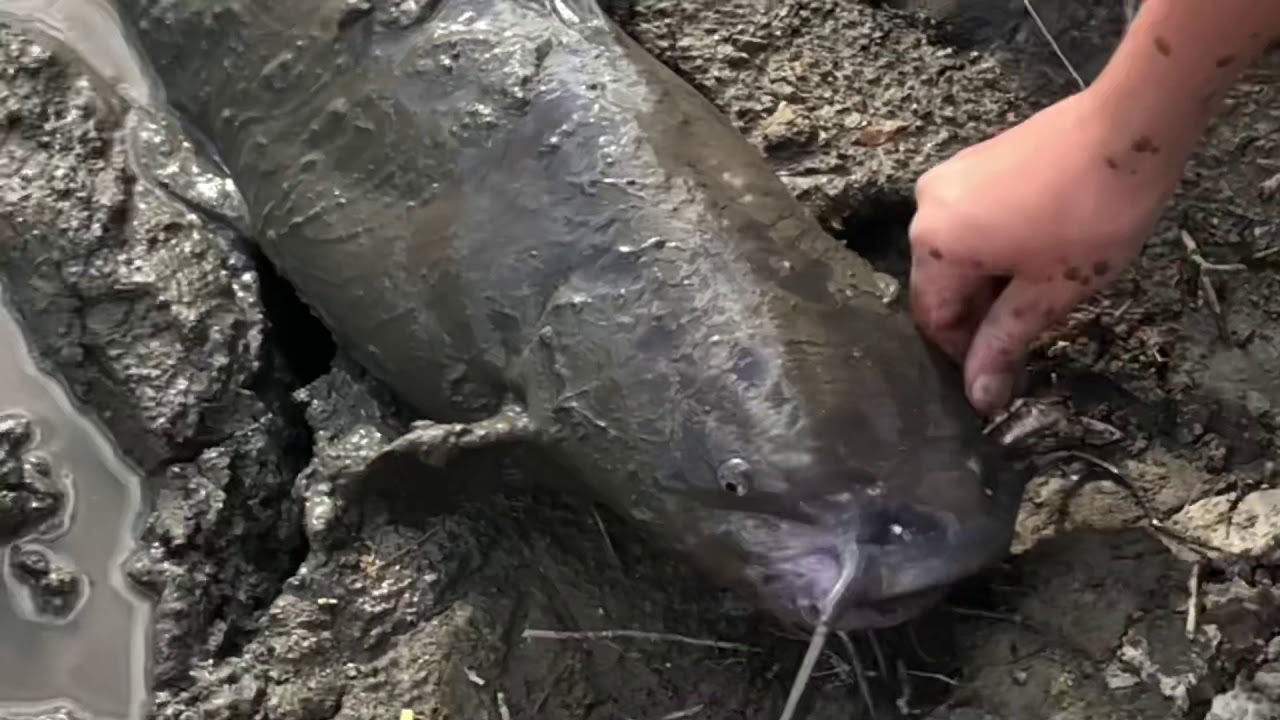 (First Vid) Fishing on The Red for Cats - YouTube