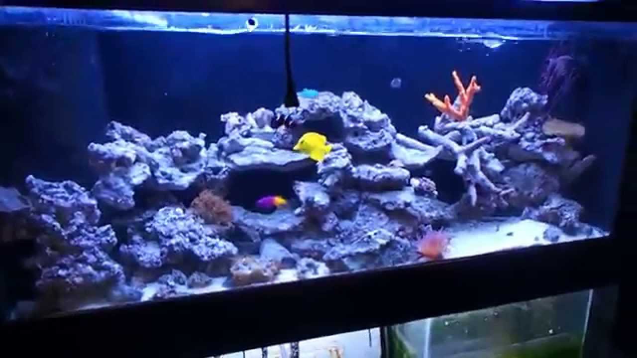 Don't know how to Trim Aquarium Plants, Why NOT LEARN HERE - YouTube