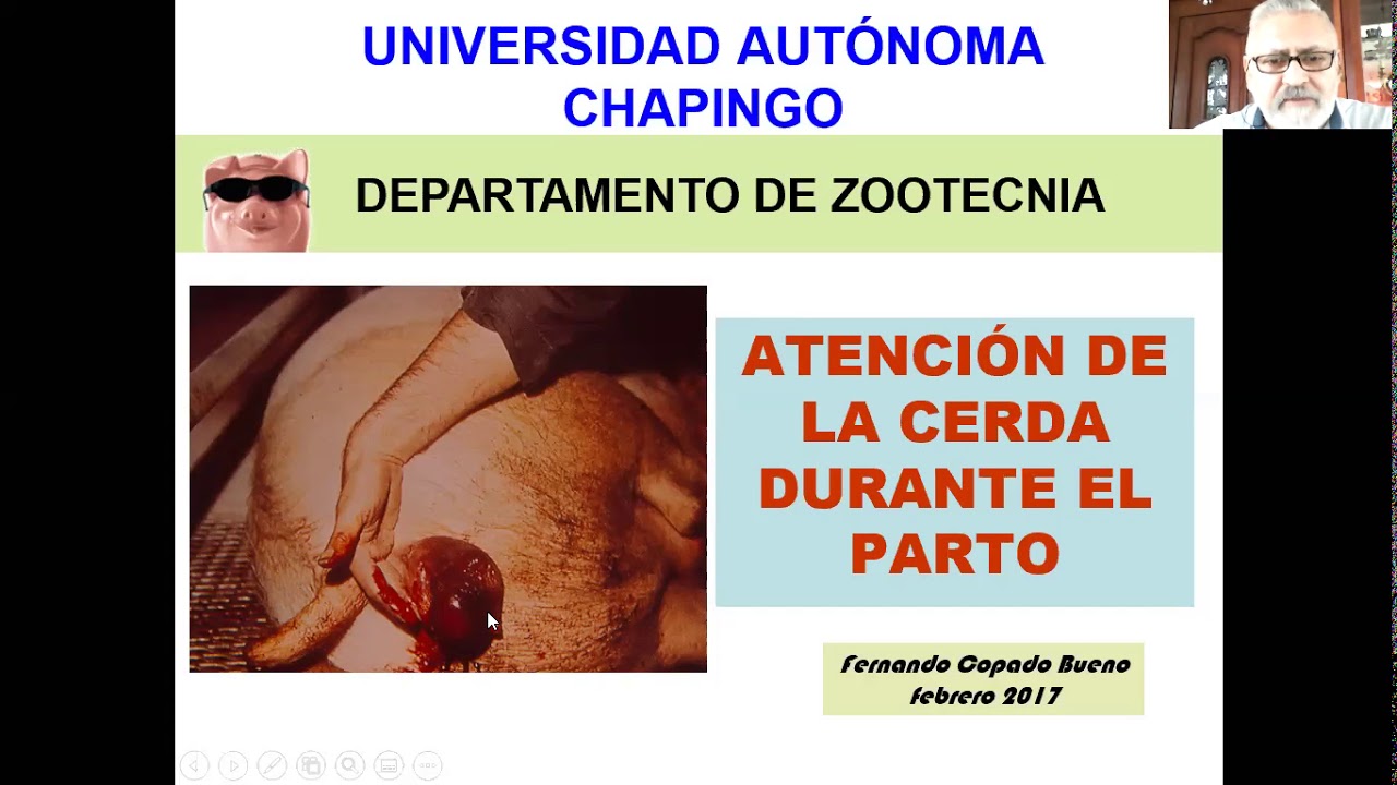 PARTO DE LA CERDA 2 (CLASE) - YouTube