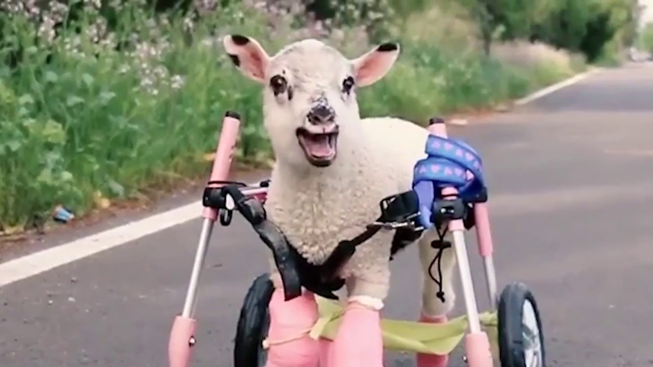 Lamb and Goat in Small Full Support/4-Wheel Walkin' Wheels Wheelchairs ...