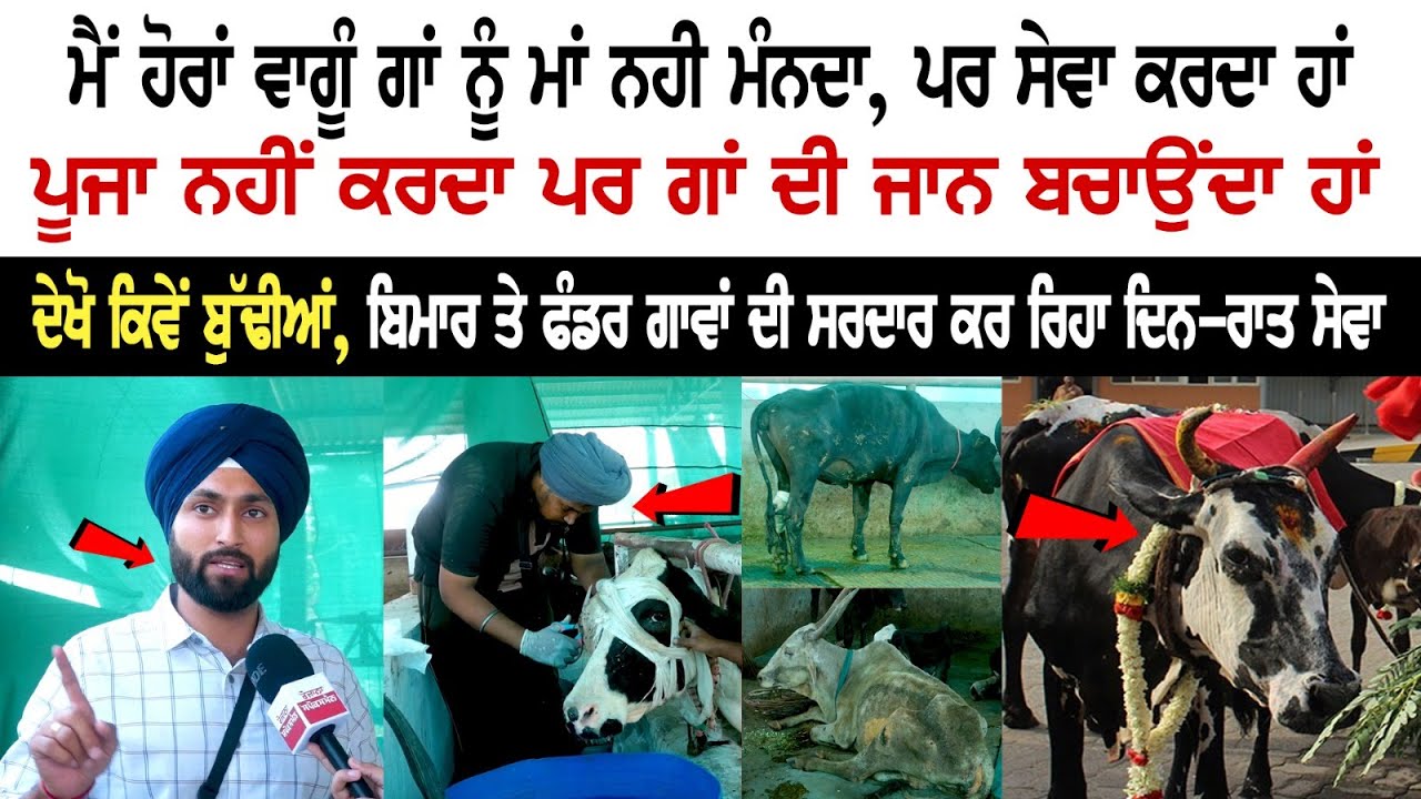 Watch the soul touching story, a Sikh is serving cows day and night ...