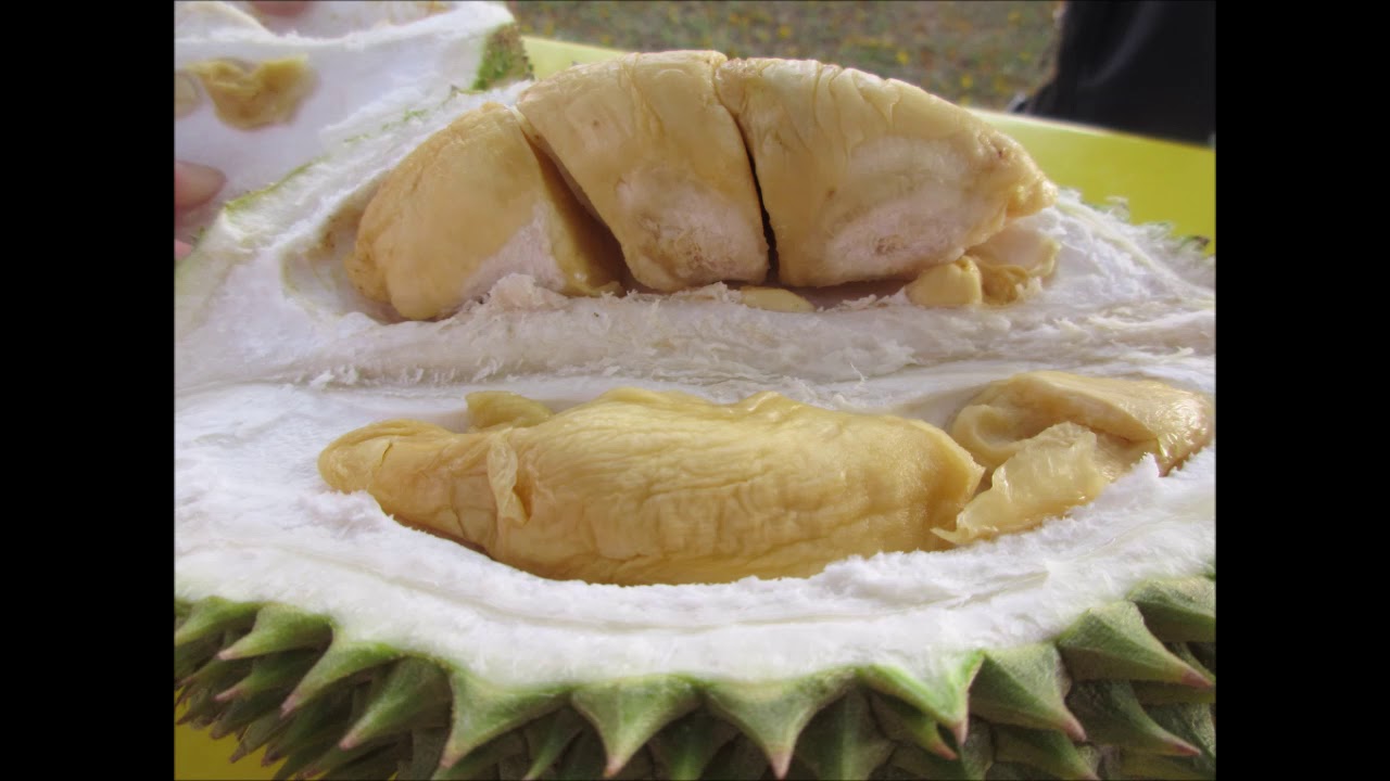 Malacca, Durian roadside stall @ Jln Kanangai 1, 10 Mar 19 - YouTube