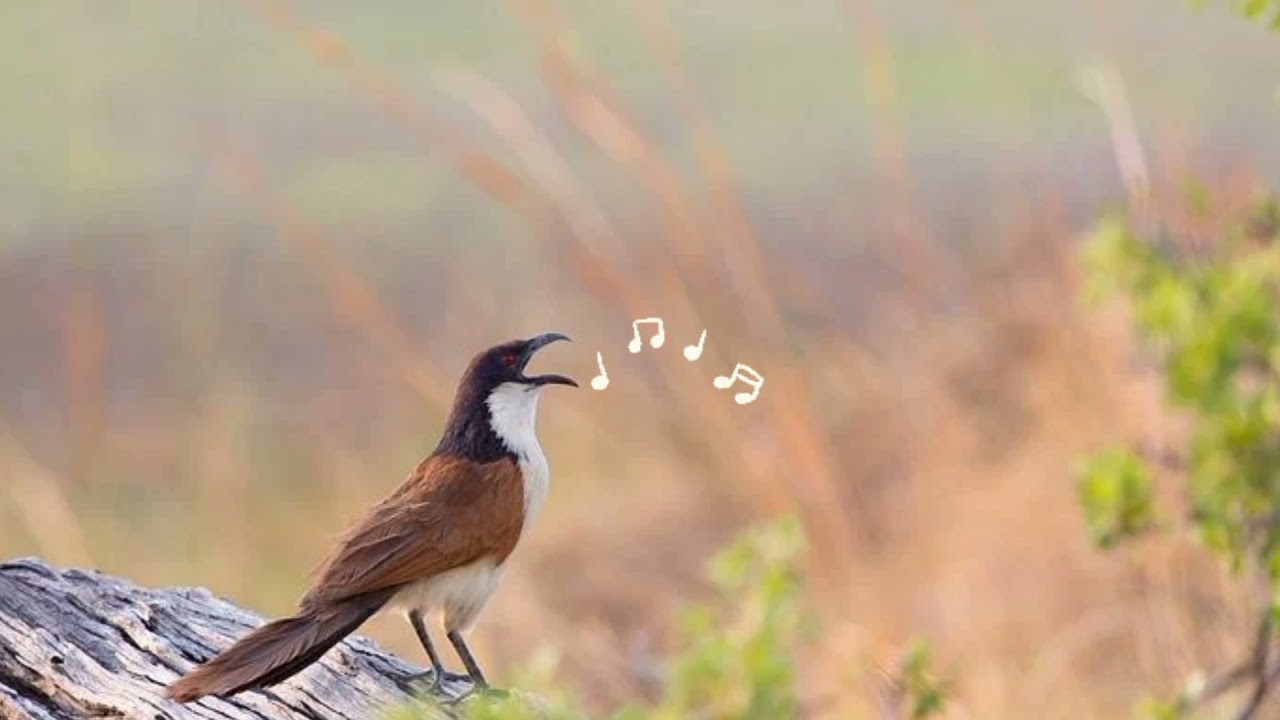 Birds Sound// Cuckoo Bird Sound Effects//message tone - YouTube