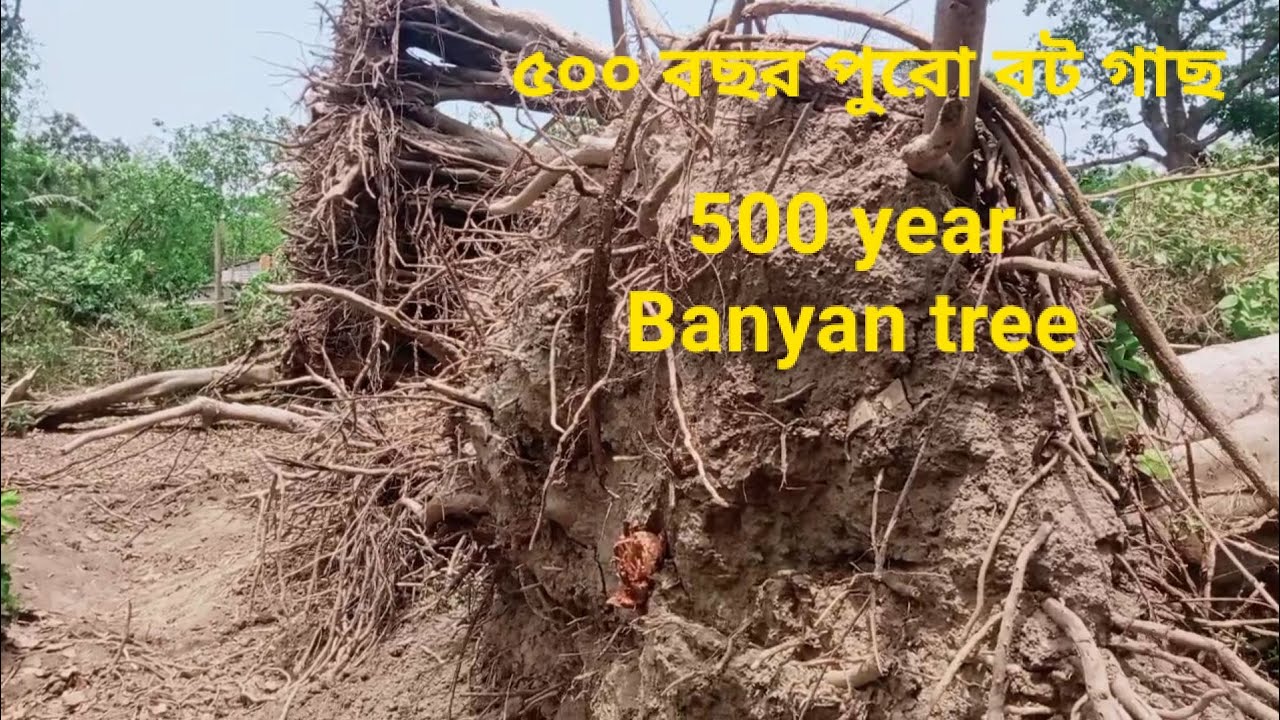 How to the banyan tree 😭 bargad ka pear pura barbad!! - YouTube