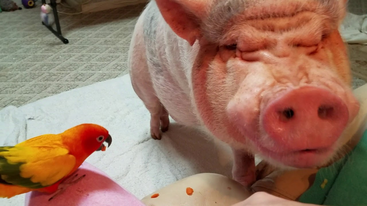 This Is What The Sharyn Zoo Is All About | Sweet Dreams - YouTube