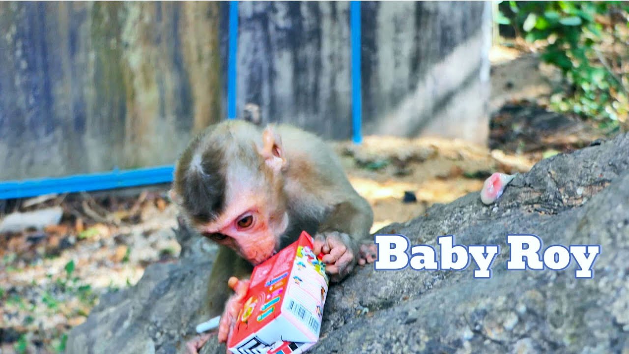 Baby monkey Roy. So happy his got milk and fruit... - YouTube