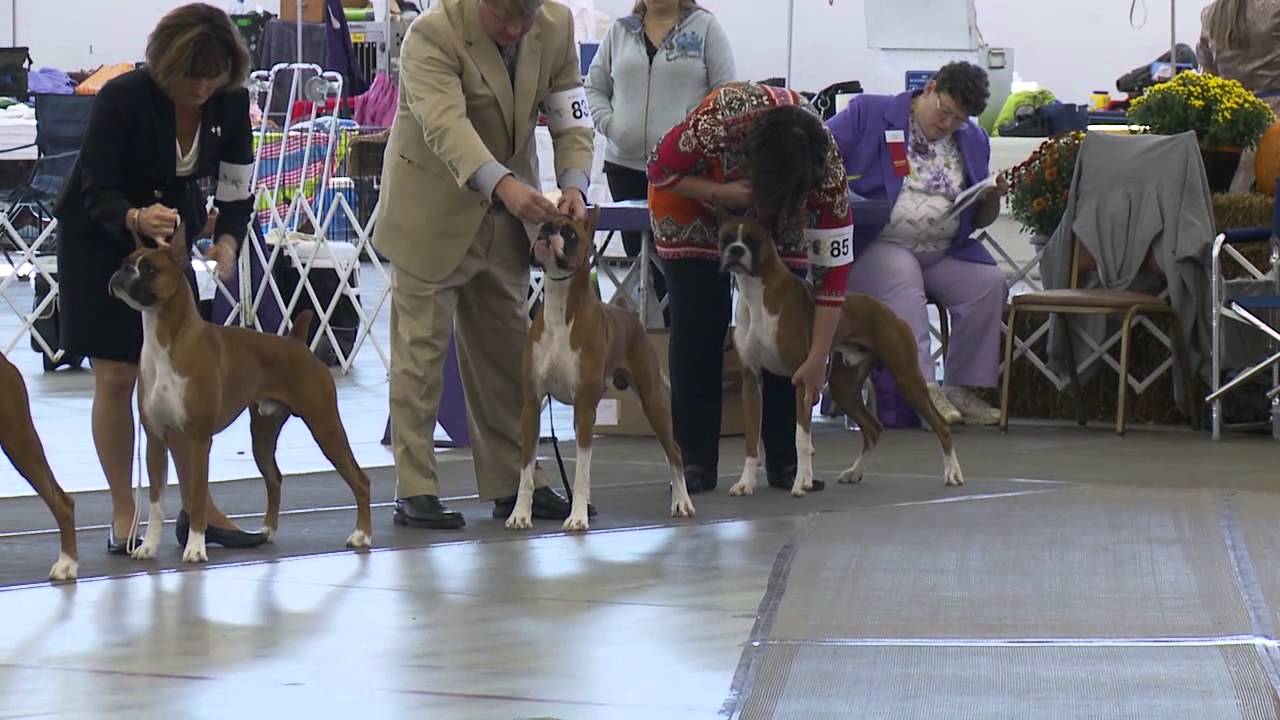 2013 ABC Regional - Dogs Part 1 - Oct. 8 - YouTube