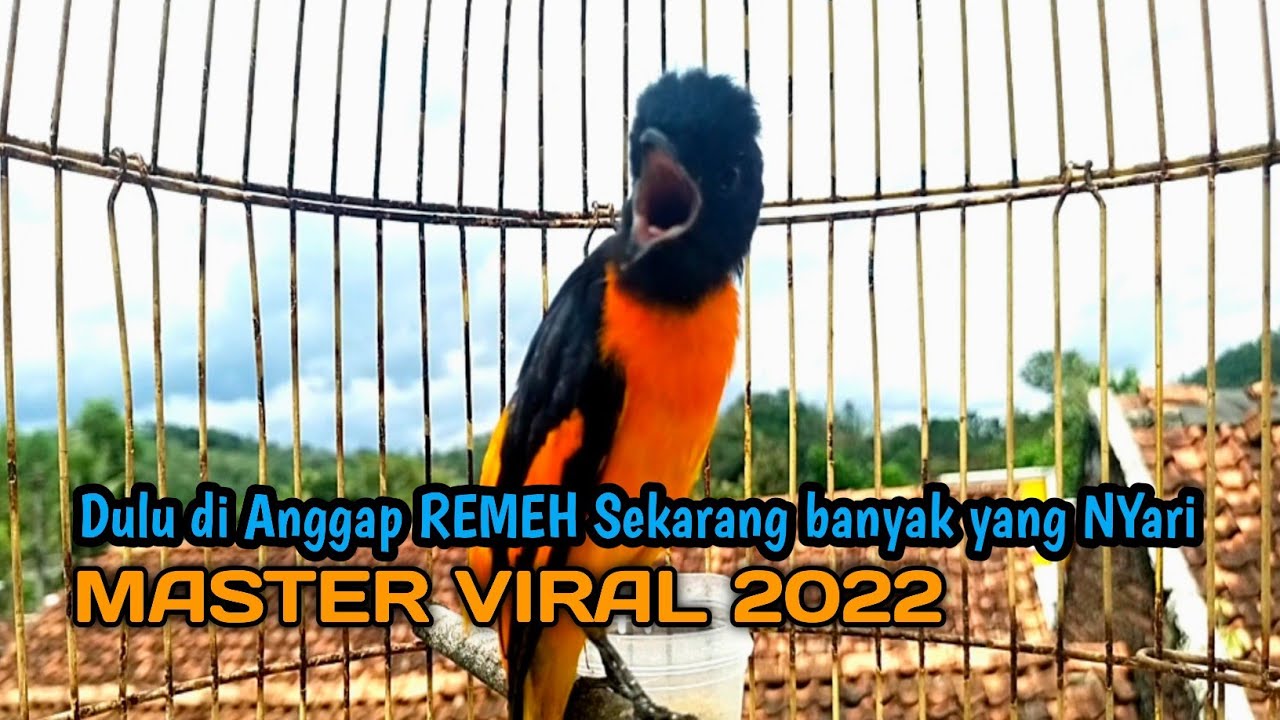 MASTER BURUNG KELAS SULTAN 2022‼️ - YouTube