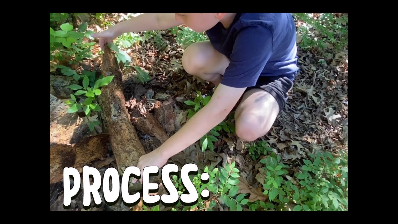 Process of finding animals & bringing them to our zoo (FFZ). - YouTube