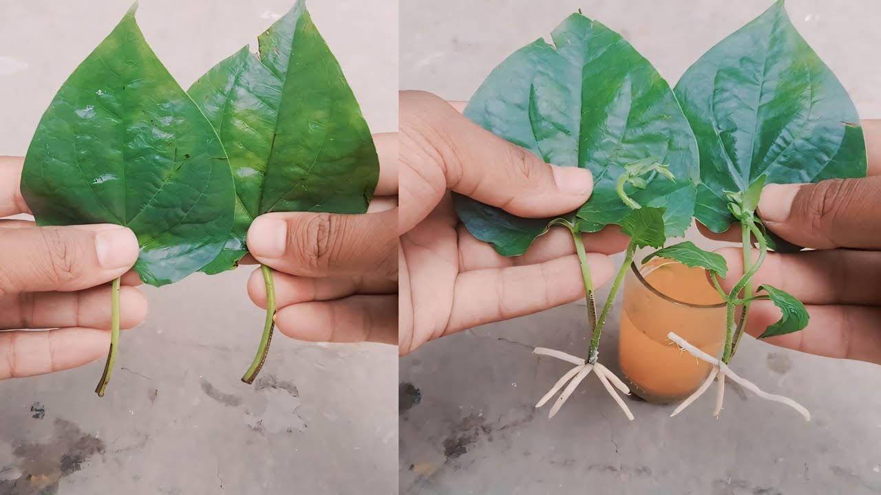 How to Grow Betel Leaf Plant At Home || Pan Ka Podha Kaise Lagaye ...