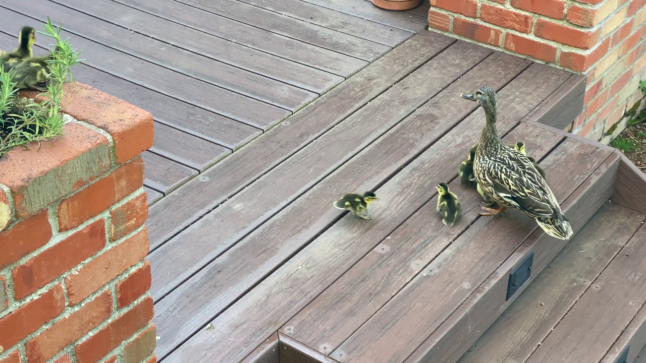 A Dozen Ducklings - YouTube