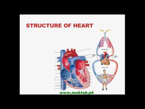 FSc Biology Book1, CH 14, LEC 12: Structure of Human Heart - YouTube