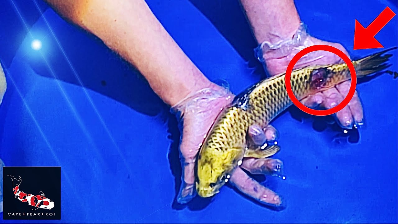 **GRAPHIC** Antibiotic Shots to Very Sick Koi w/ Ulcers and Medicating ...