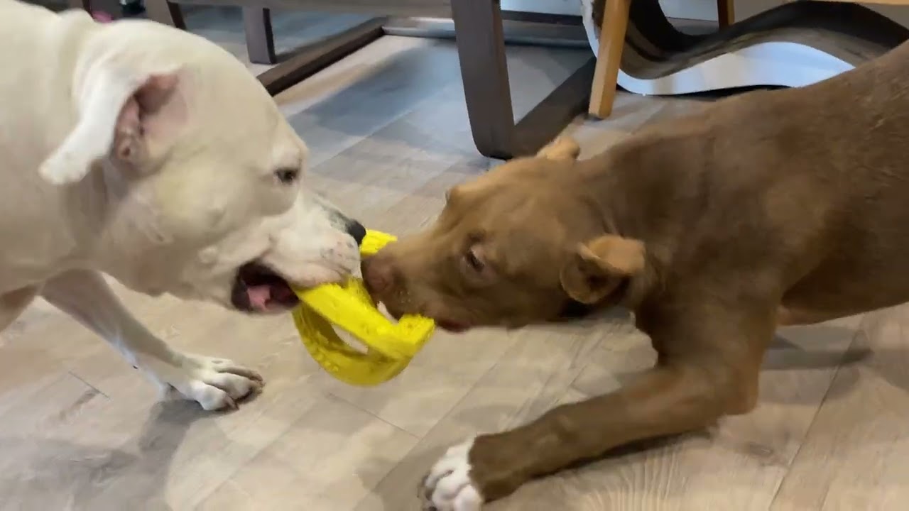 five-month-old puppy AmBully is played on an equal footing with a five ...