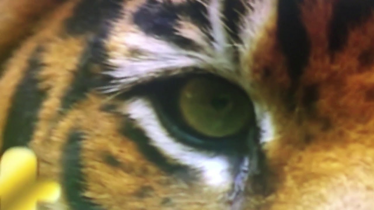 Animal ABCs: T for Tiger 🐅 🐯 - YouTube