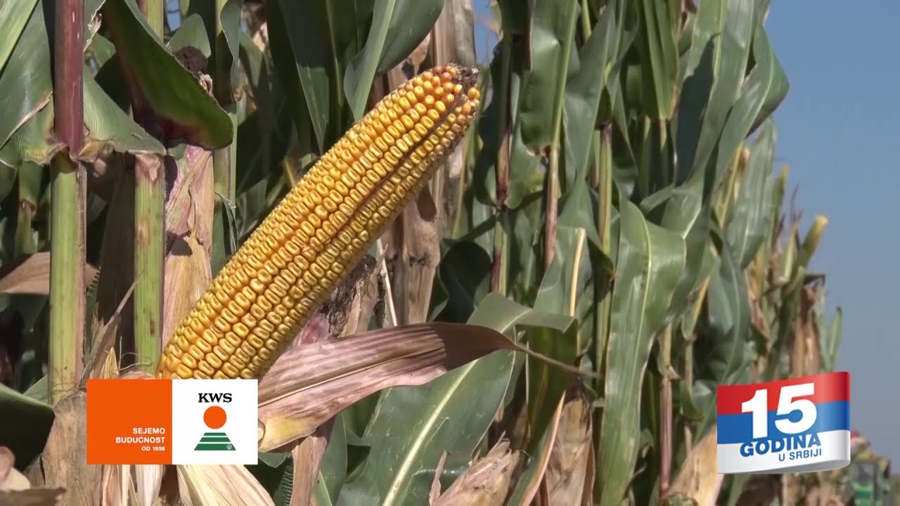 KWS hibridi kukuruza za silazu - U nasem ataru 733 - YouTube