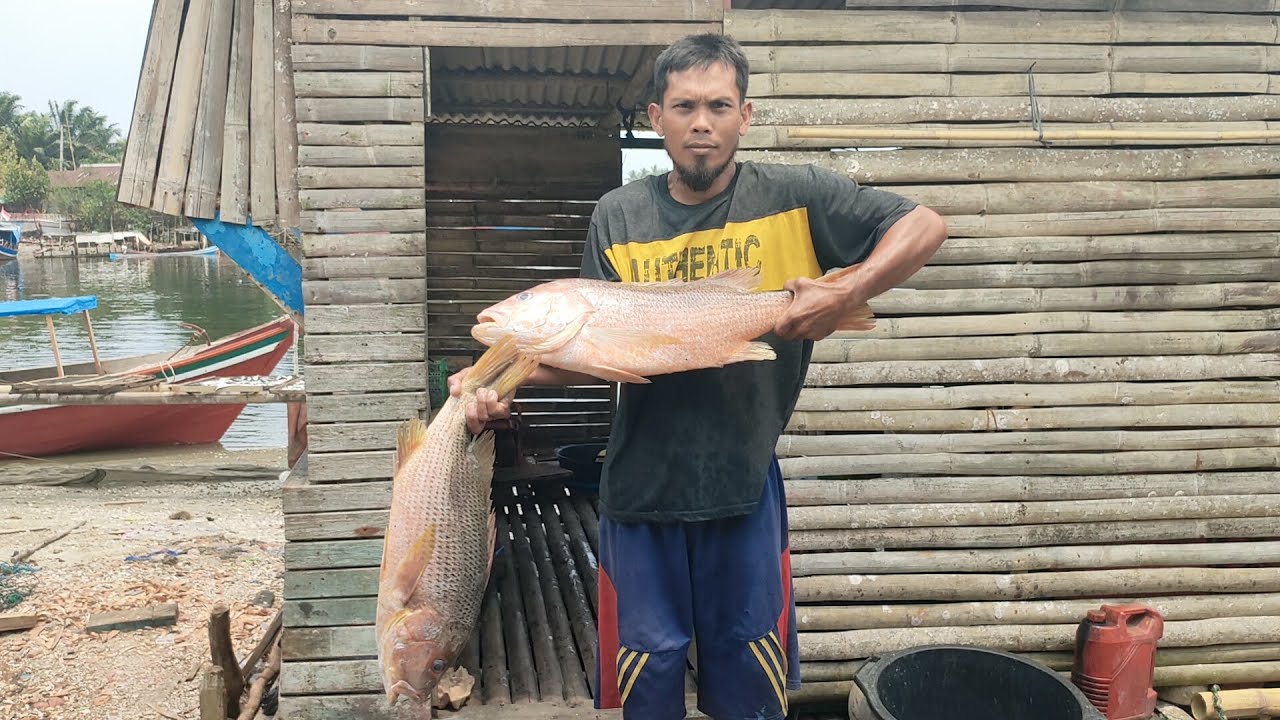 Hasil tangkap gerumbulan ikan JENAHA MERAH - YouTube