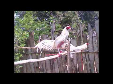 el cordobes diomedes diaz