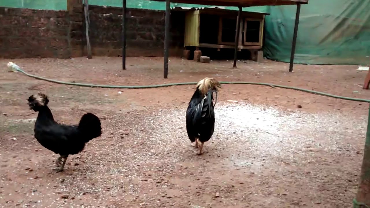 Beautiful Polish cap chicken at my home - YouTube