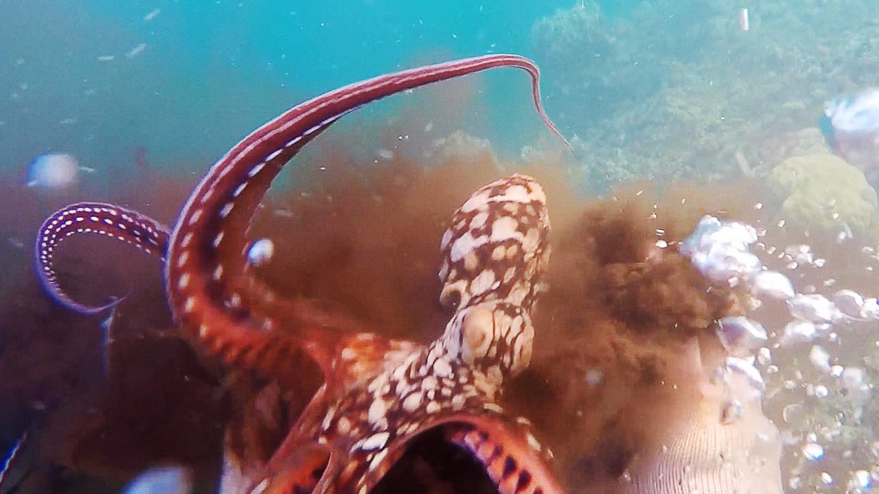 GUAM SPEARFISHING CATCHING COOKING OCTOPUS style Kelaguen - YouTube