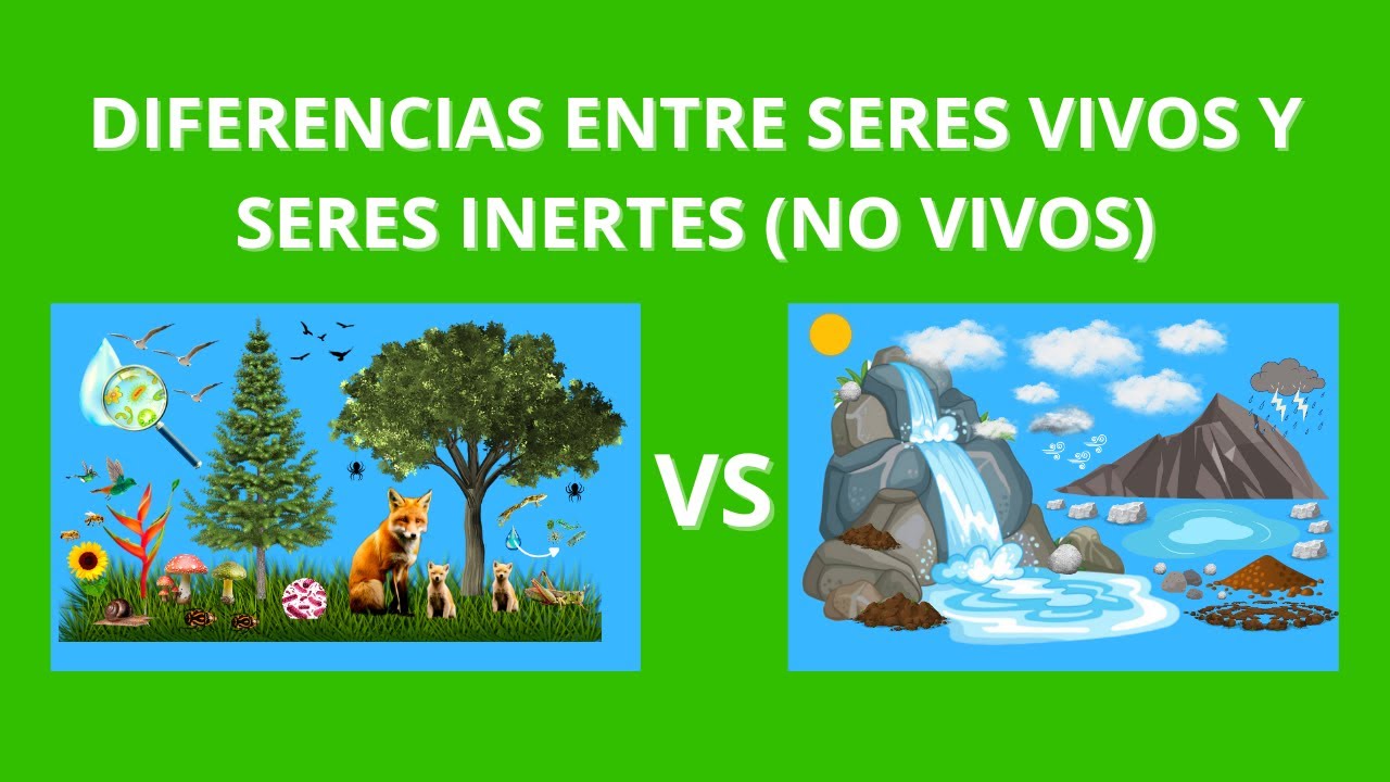 Diferencias entre Seres Vivos y Seres Inertes (No Vivos) - YouTube