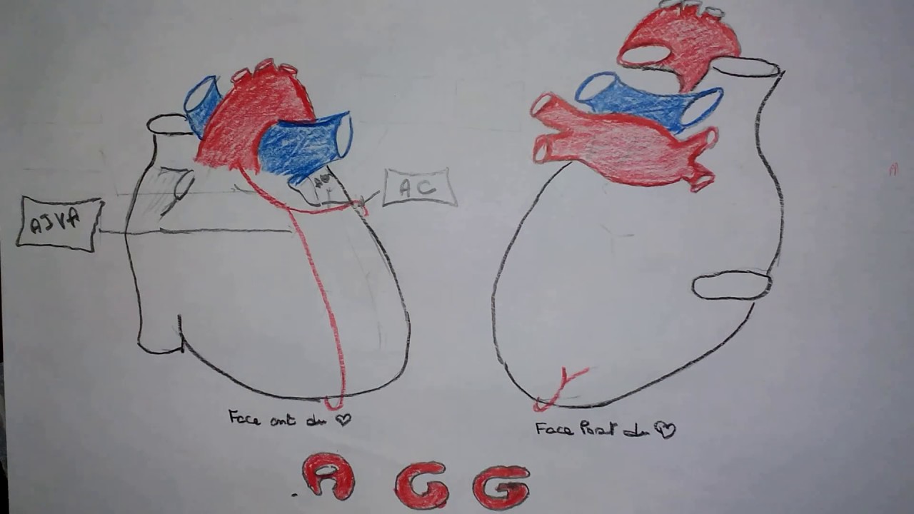 Vascularisation Artérielle du cœur - YouTube