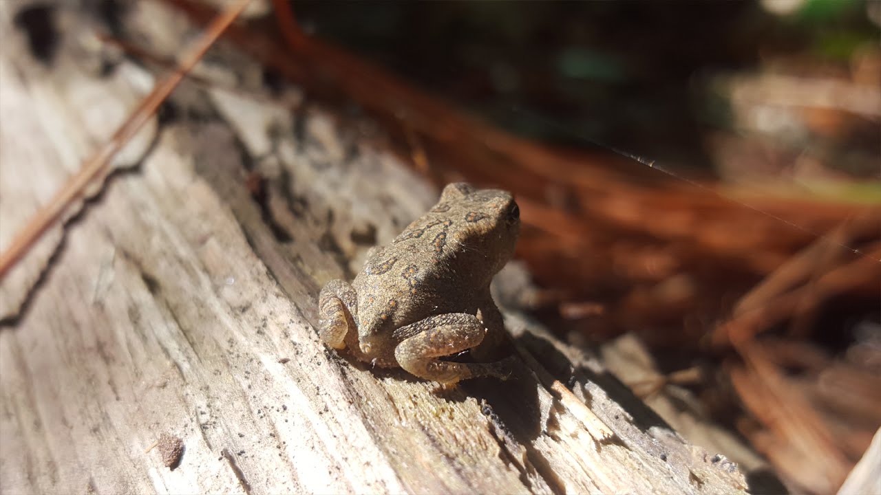 The Smallest Frog We've Ever Seen - Northern Cricket Frog Sighting ...
