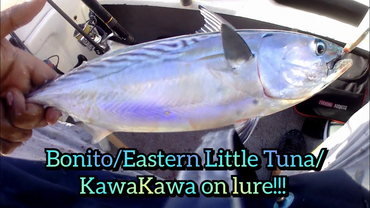 Targeting Bonito on the Backline (New Species Caught on Lure!) #bonito ...