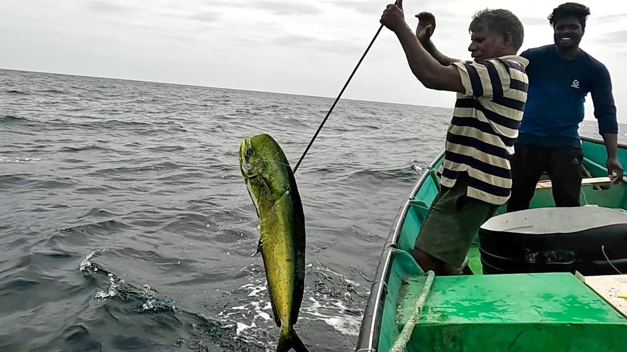 Catching Mahi Mahi Fish & Needle Fish in the Sea - YouTube